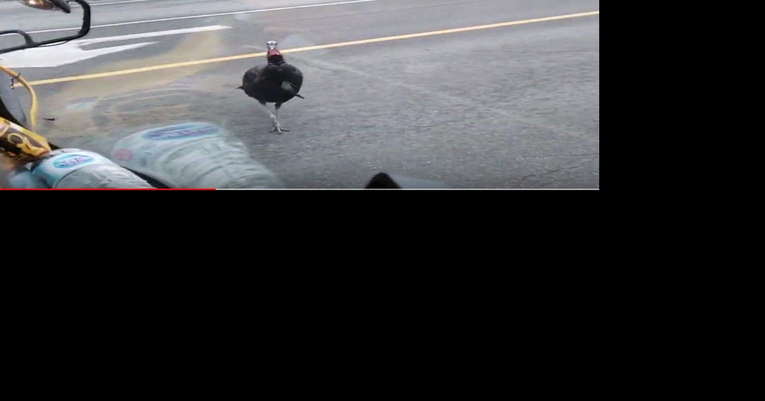 Clarkson's resident wild turkey has been hit and killed by a car