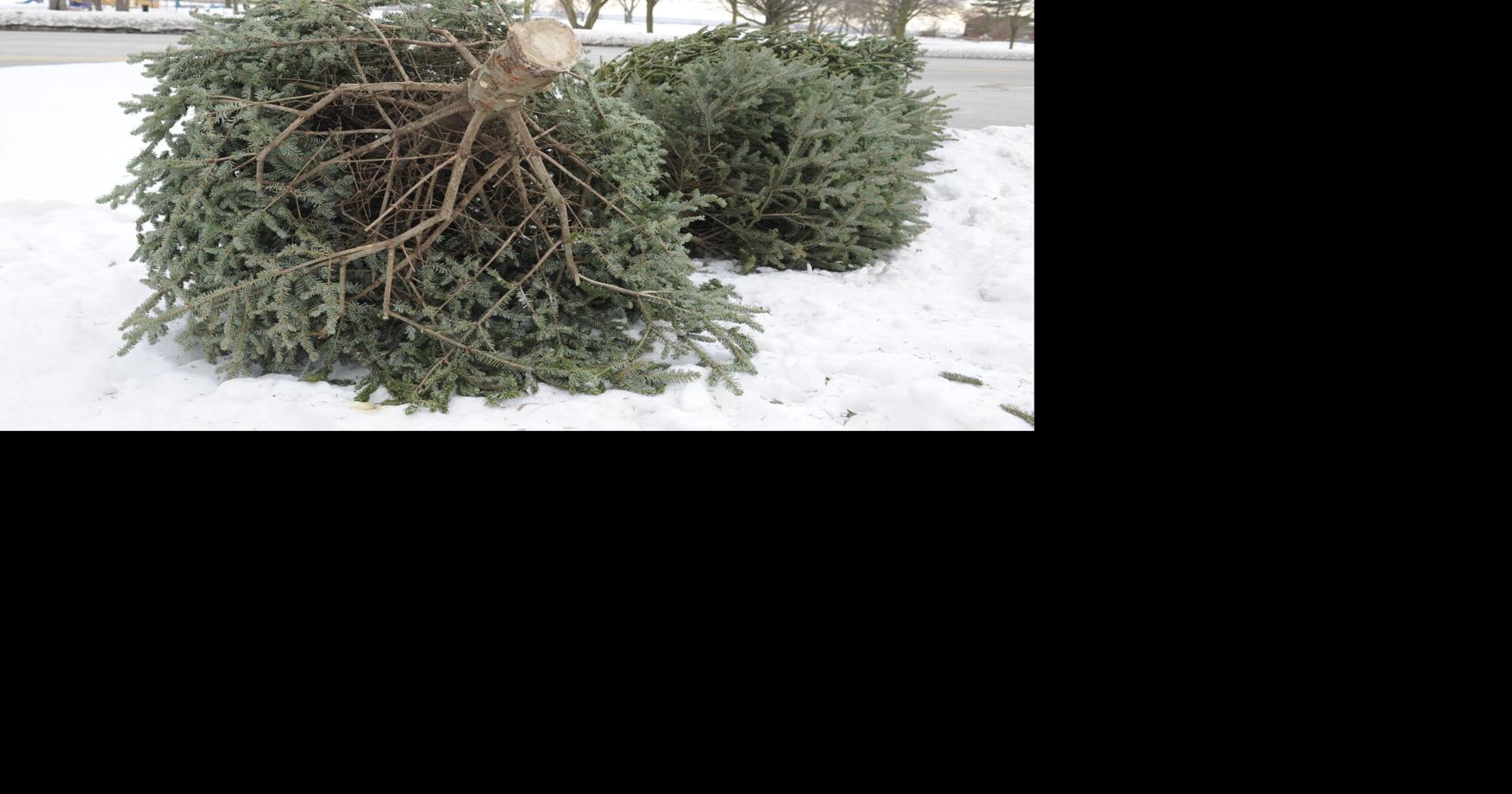 Peel to collect real Christmas trees curbside