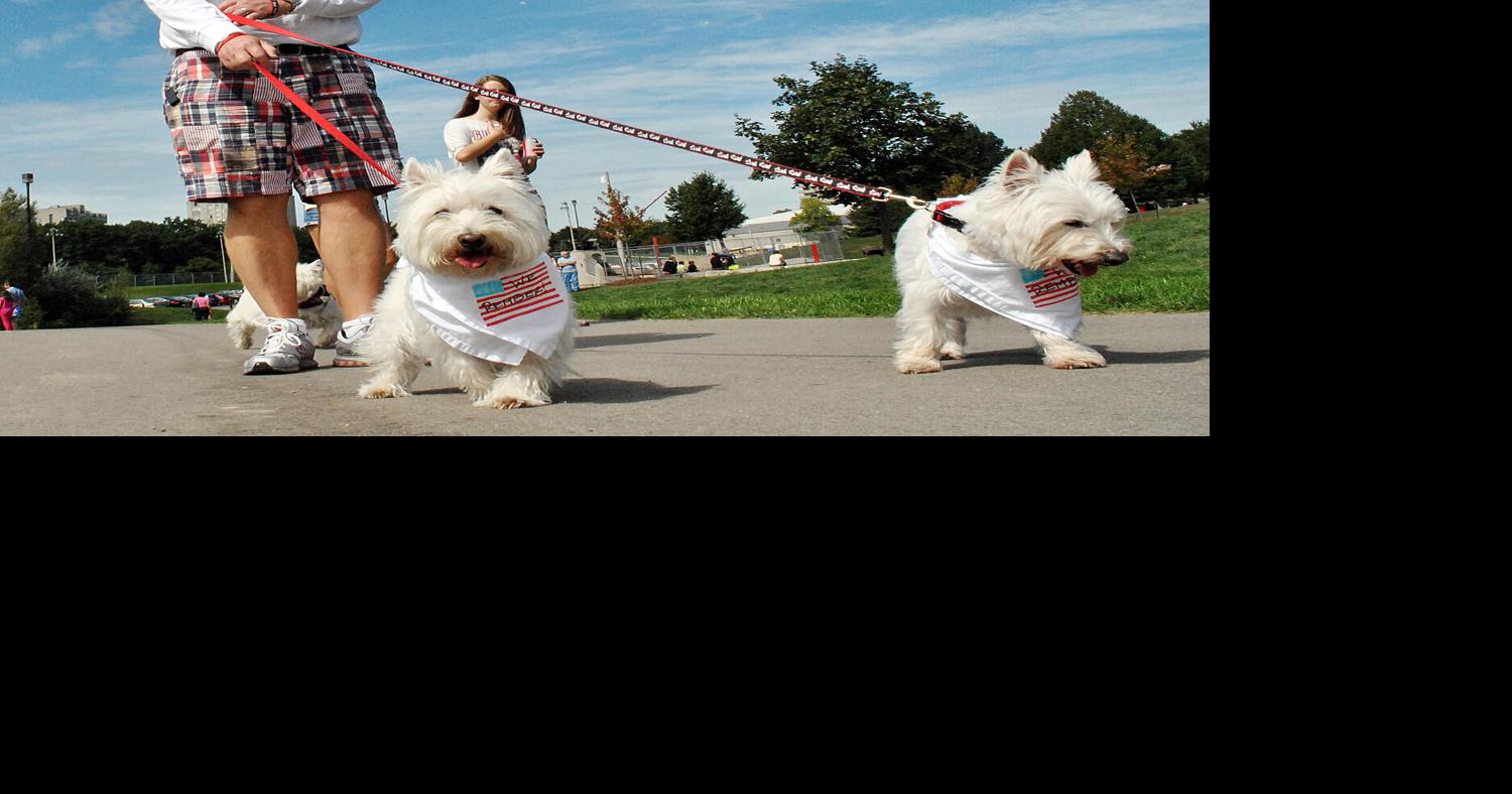 Westies walk is for the dogs