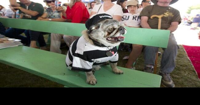 Beagle-boxer-basset combo waddles way to win in World's Ugliest Dog Contest