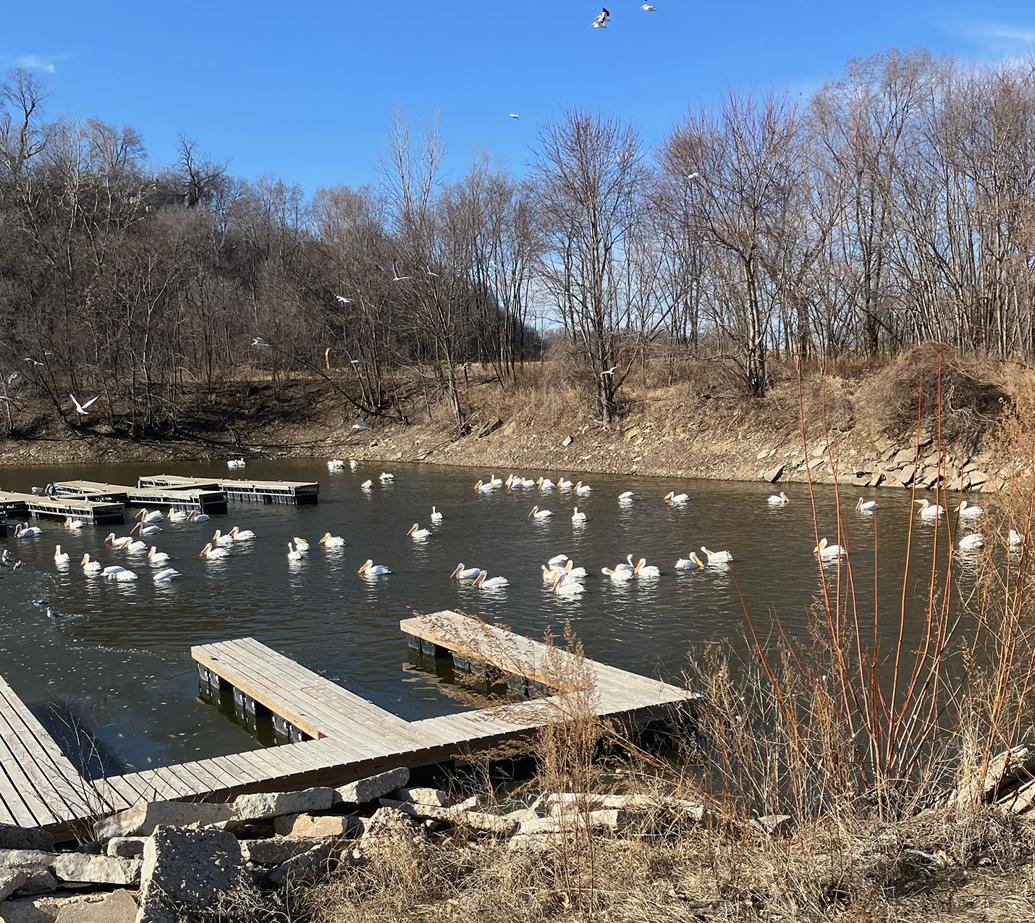Open waters invite migratory birds pre-spring visit | The Hawk Eye ...