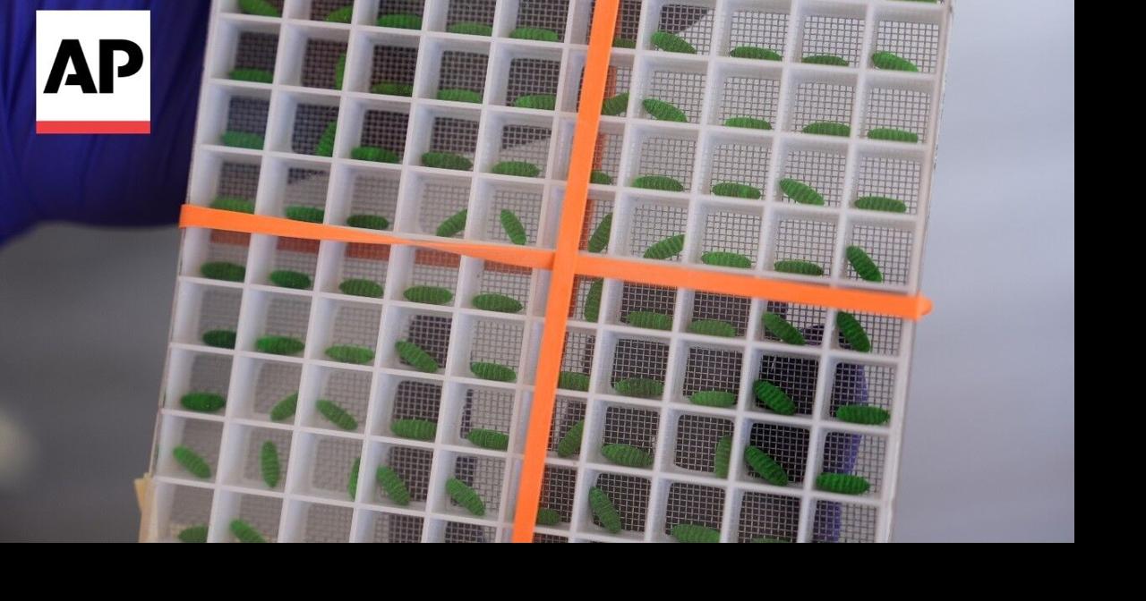 USDA official confirms New World screwworm fly case in south Texas ...