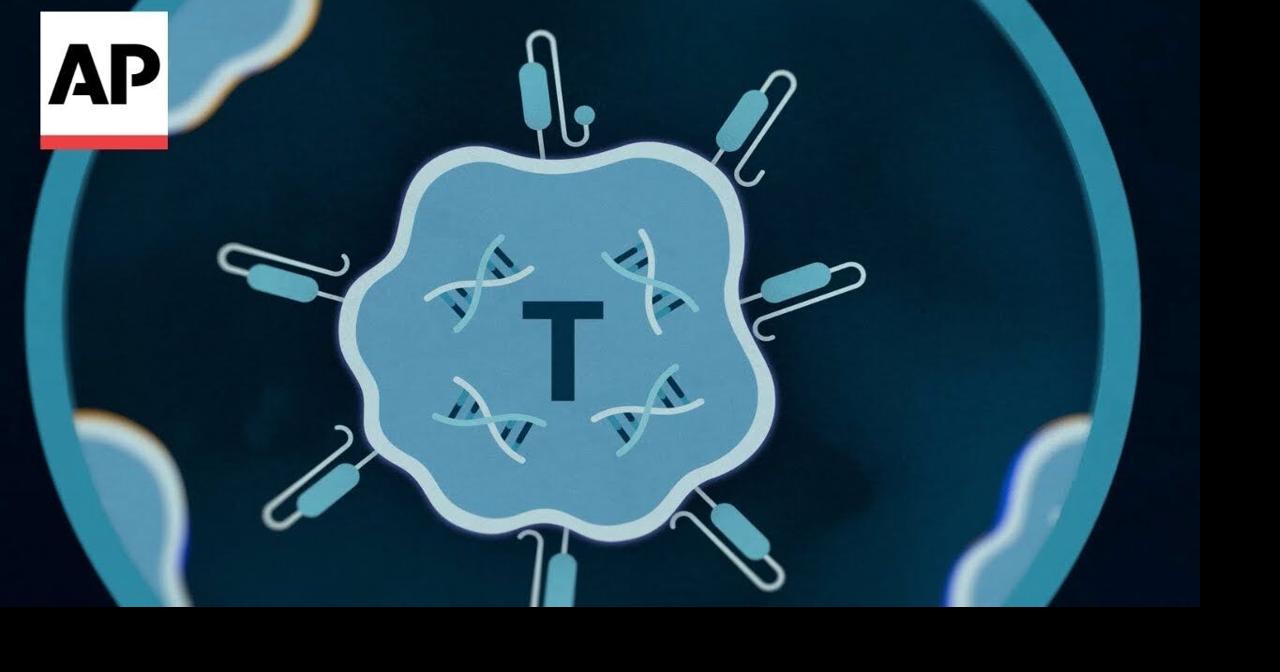 How CAR-T therapy is being used to battle autoimmune diseases ...