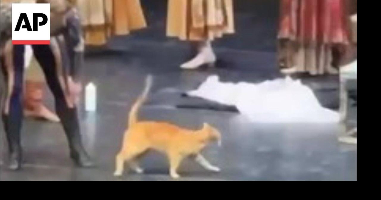 Cat steals the show during a Romeo and Juliet ballet in Turkey ...