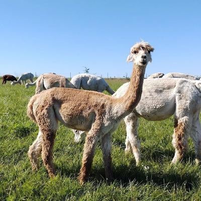 “Christmas in July” comes with Alpacas | | mississippivalleypublishing.com