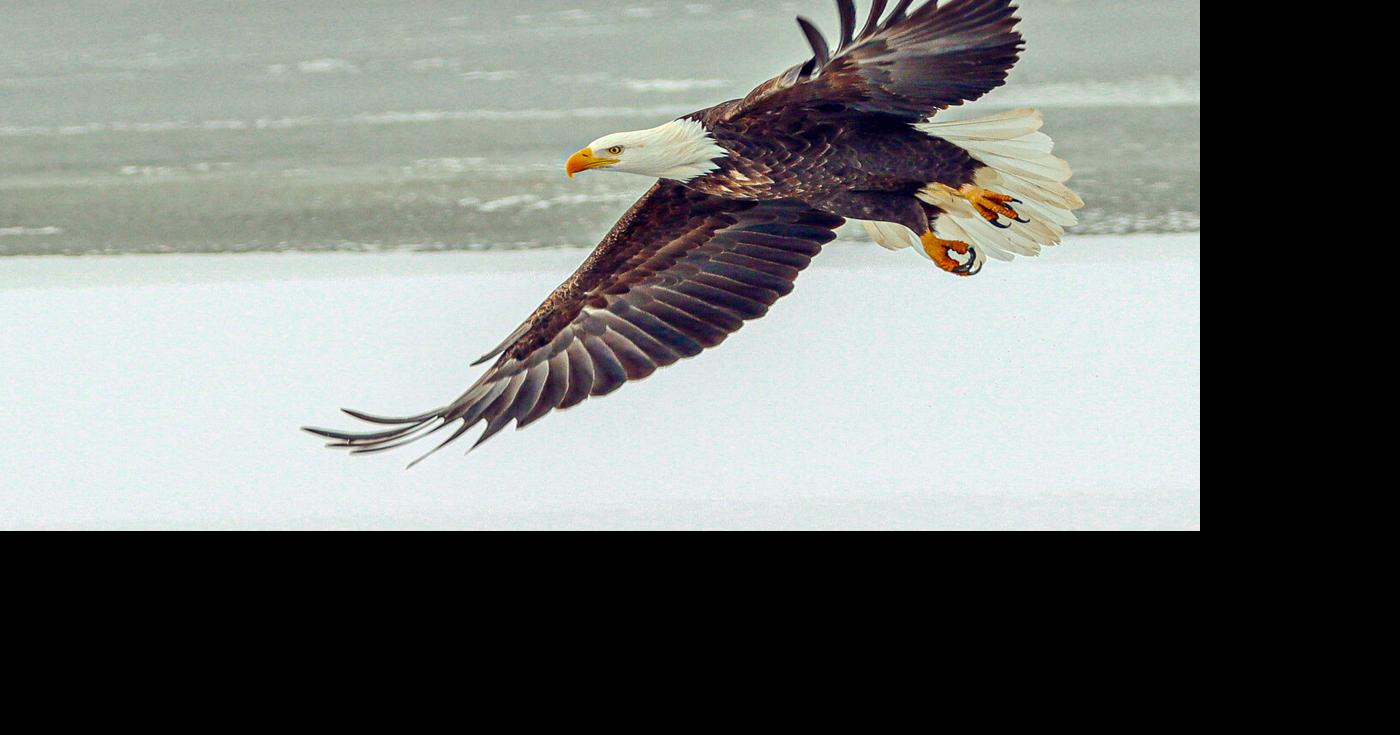 Bald Eagle Appreciation Days returning to Keokuk | The Hawk Eye ...