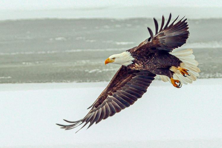 Bald Eagle Appreciation Days returning to Keokuk | The Hawk Eye ...