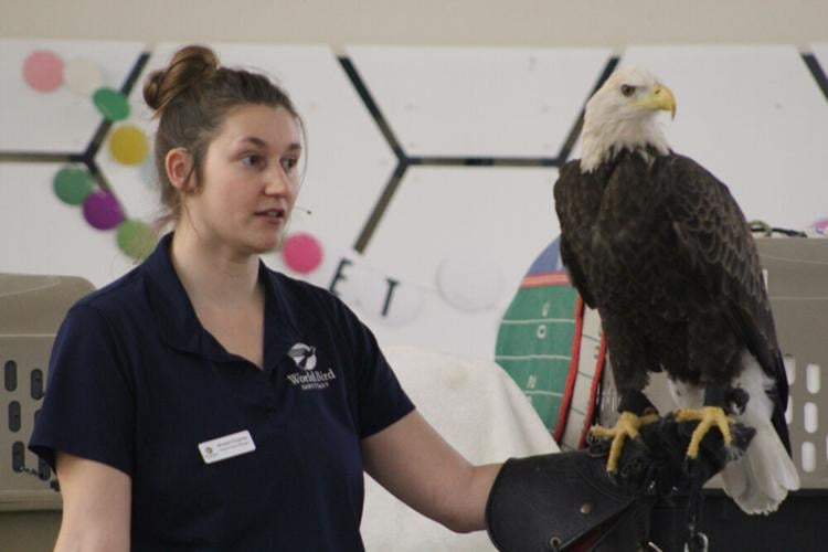 Bald Eagle Appreciation Days returning to Keokuk | The Hawk Eye ...