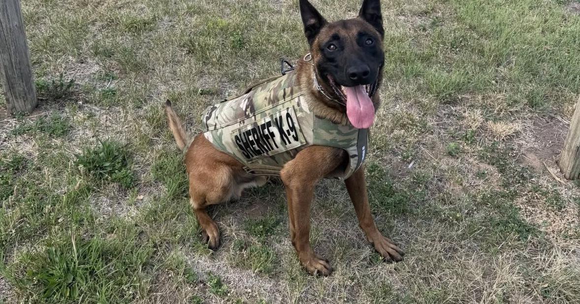 Henderson County K9 receives donation of body armor | The Hawk Eye ...