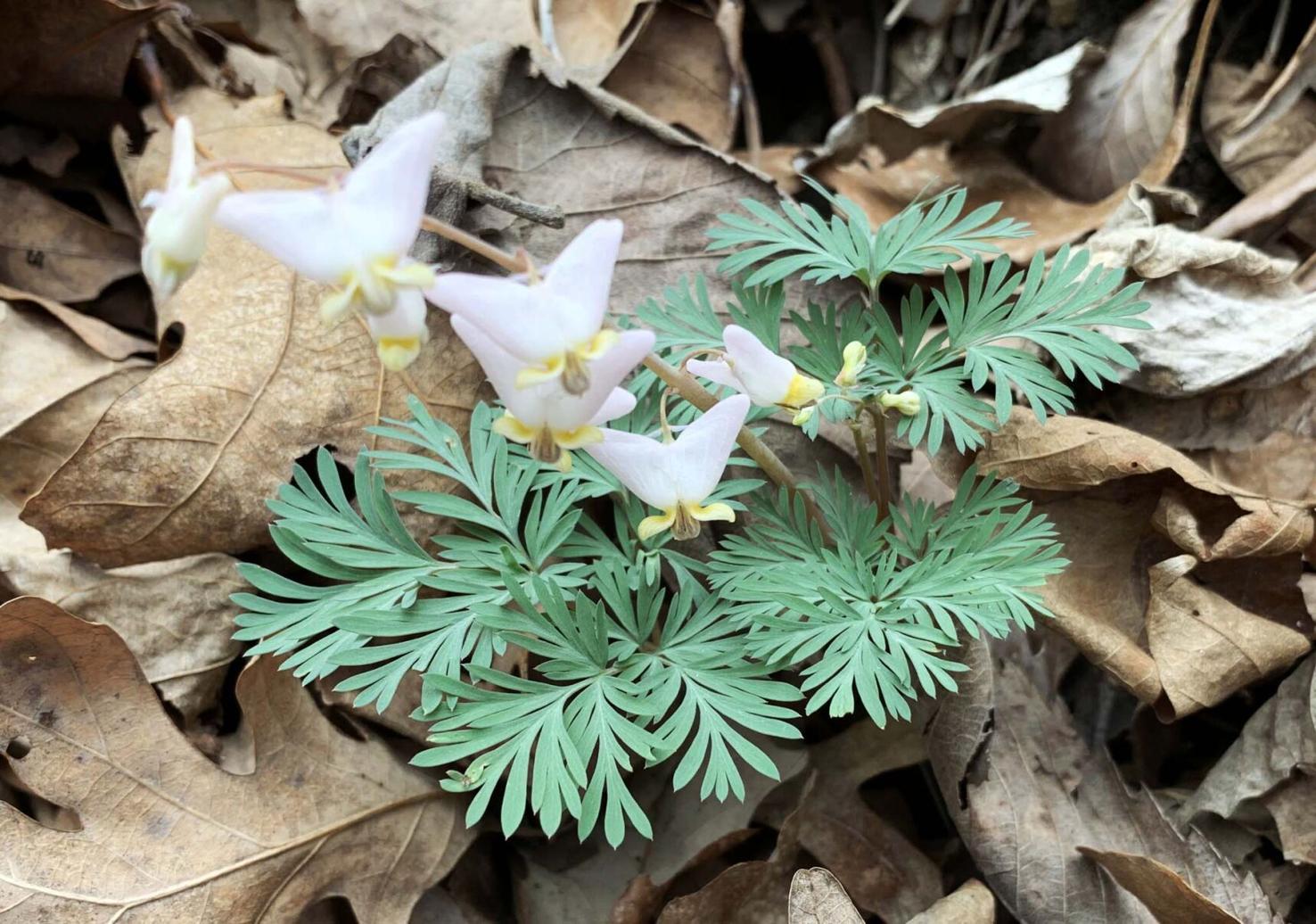 Dutchman's breeches | The Hawk Eye - Burlington, Iowa ...