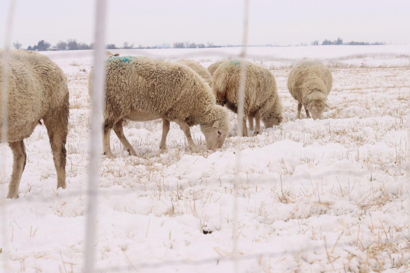 Wool, beer and cleaner water: Just a few Iowa products from an ...