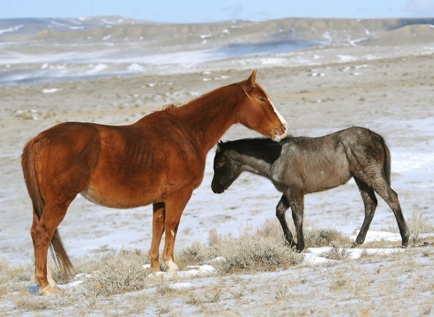 Leachman horse abuse trial begins