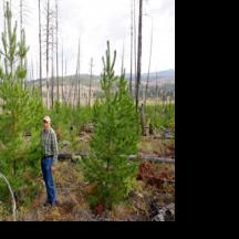 Out of the ashes of 2000, Sula forest is reborn