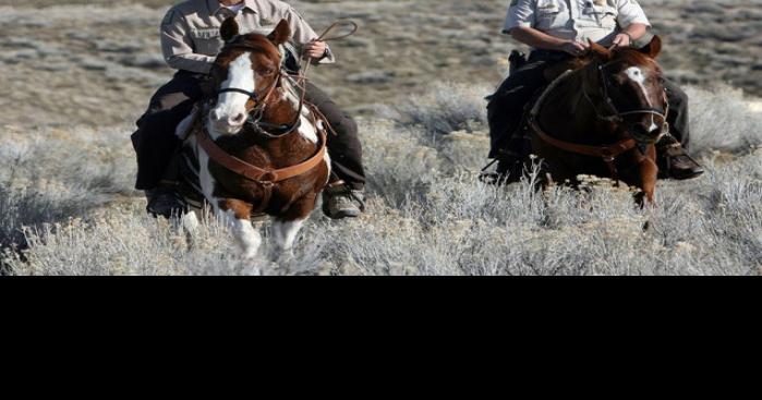 Antelope Island rangers mounting up: Patches and Didi help with ...