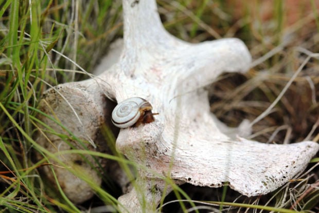 State looks to control invasive dry land snails
