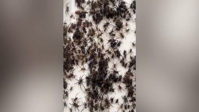 Spider infestation in Australia will have you bugging out