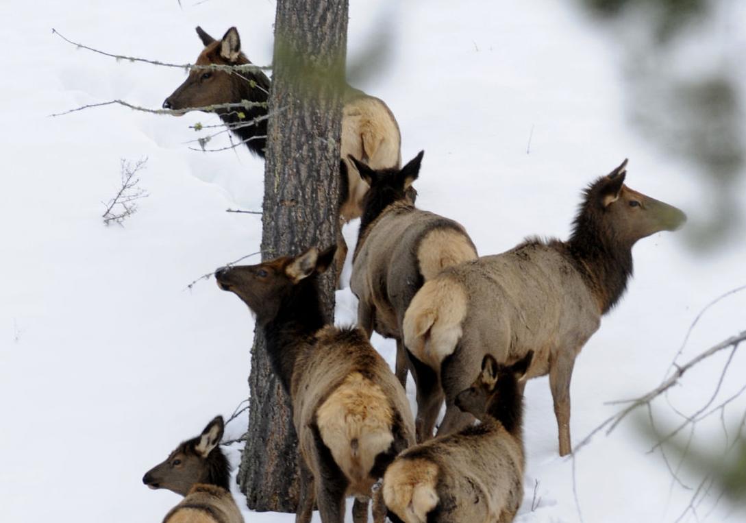 Researchers return to Bitterroot to monitor elk calves