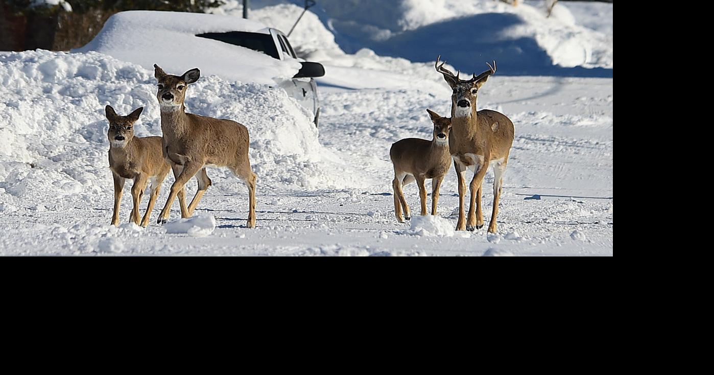 Kalispell man convicted of 7 charges in poaching case