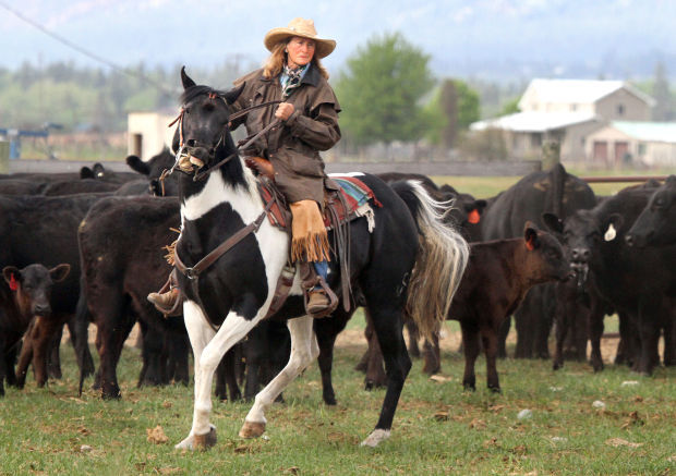 Feature photo: Sorting cattle in Corvallis