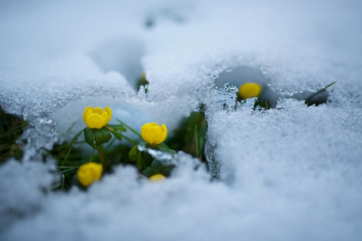 Brave buttercups promised spring in western Montana in deepest winter ...