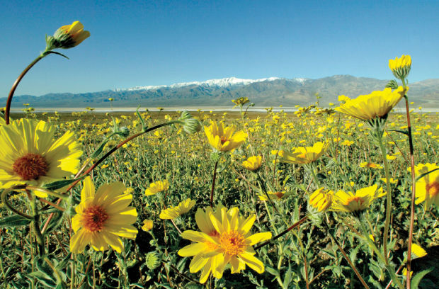 Stark beauty: Spring brings wildflowers, warmth to Death Valley