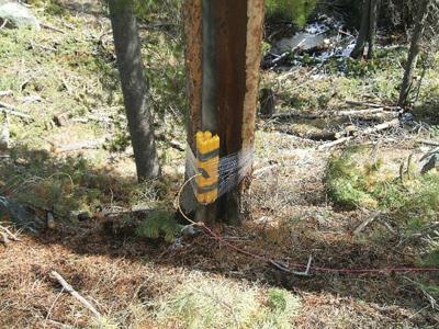 U.S. Forest Service considers using explosives to bring down trees