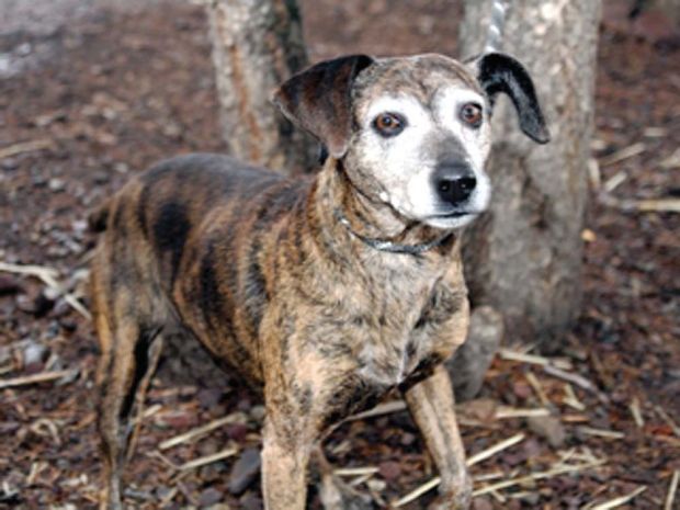 Humane Society's pet of the week can be adopted for free if you're senior