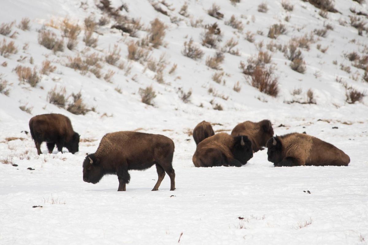 No target set for annual Yellowstone bison cull; officials plan to ...