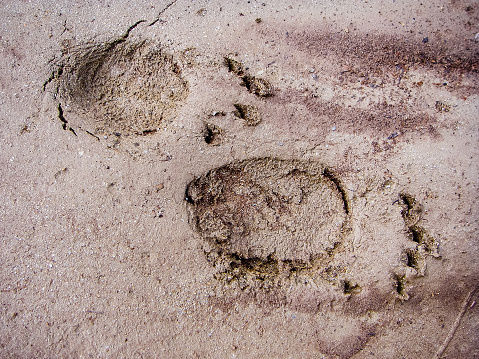 Learn to identify bear tracks