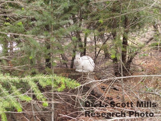 UM researcher: Can snowshoe hares adapt to climate change?
