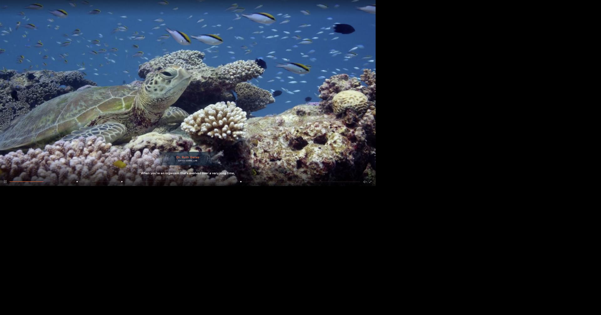 'Lost Cities': Interactive documentary dives into coral reefs at ...