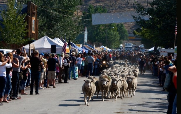 Great Montana Sheep Drive takes traditional trot through Reed Point