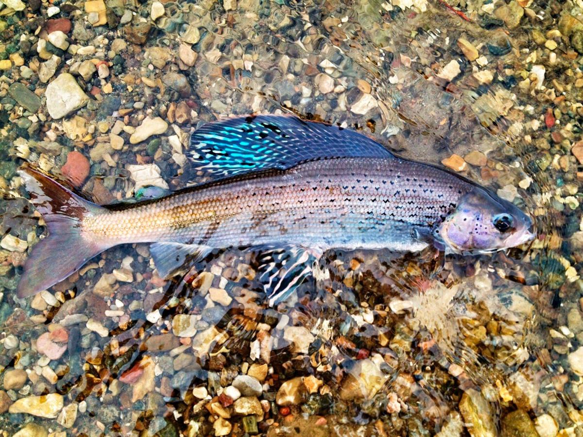 Wilderness status complicates grayling fix in Red Rocks refuge