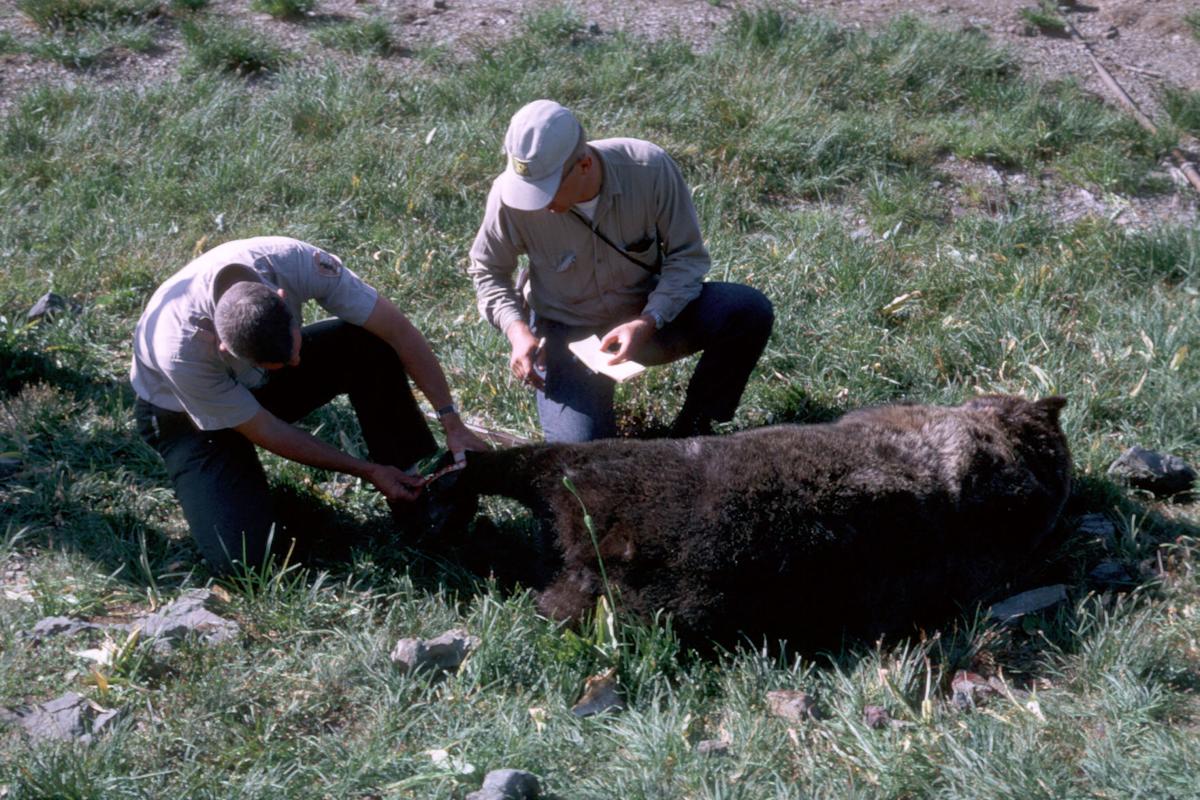 Night of the Grizzlies: 2 deaths in Glacier National Park led to ...
