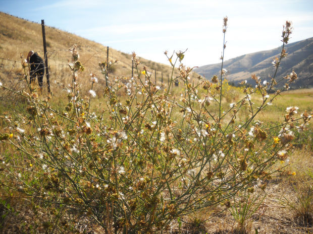 Ravalli County officials work to stop spread of rush skeletonweed