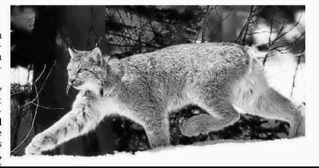 Canada lynx recovery plan for Lower 48 out for comment
