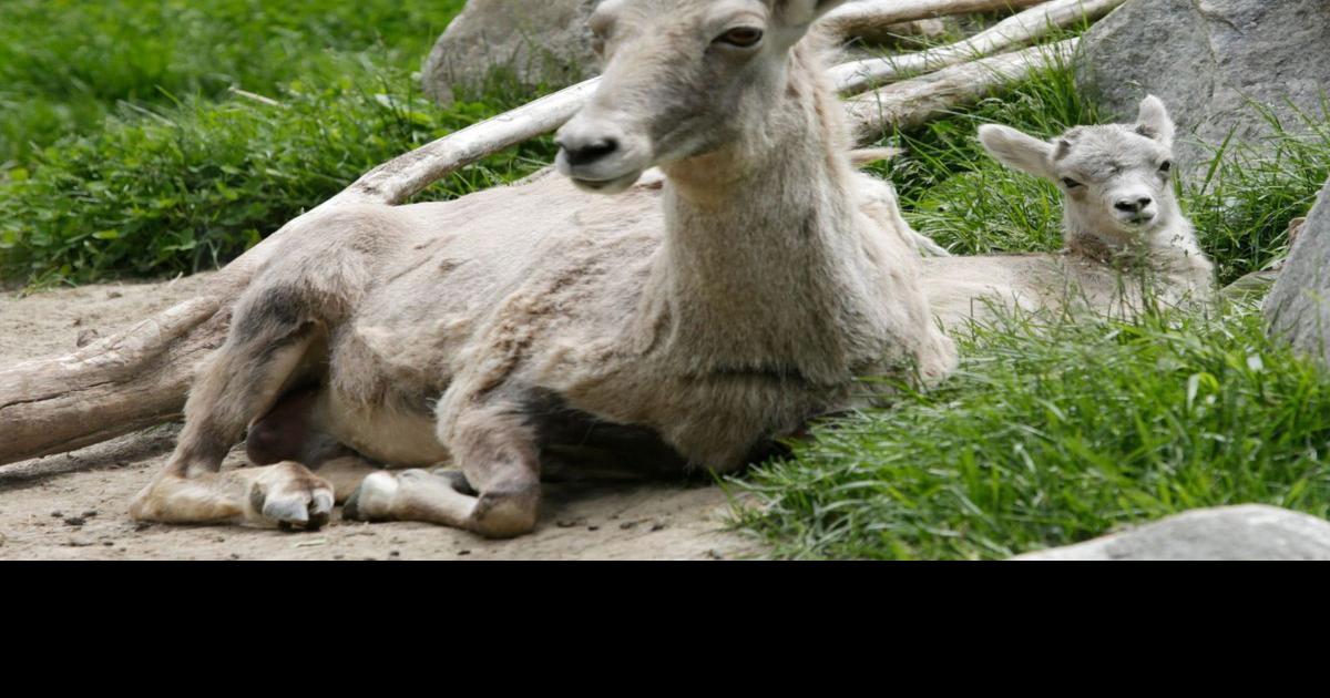 Meet Harper, ZooMontana's newest baby bighorn sheep