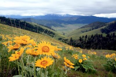 On the hunt as Montana wildflower season approaches