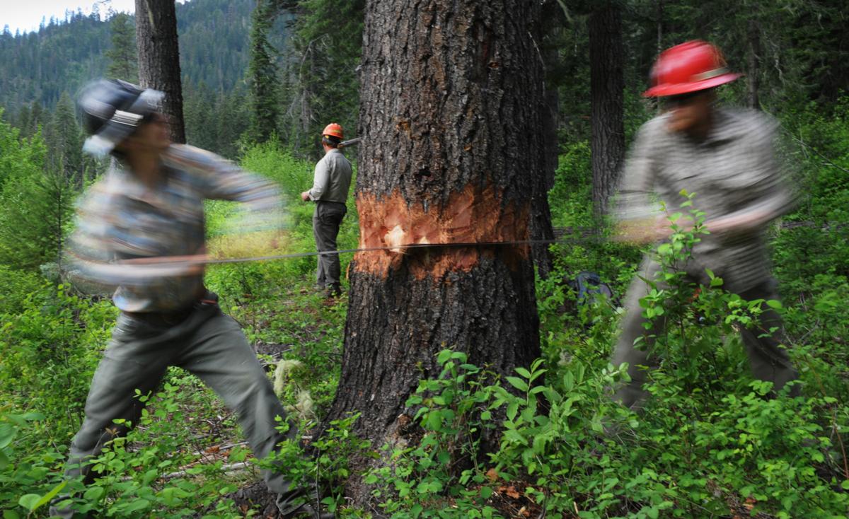 In the cut: Trail workers revive saw skills