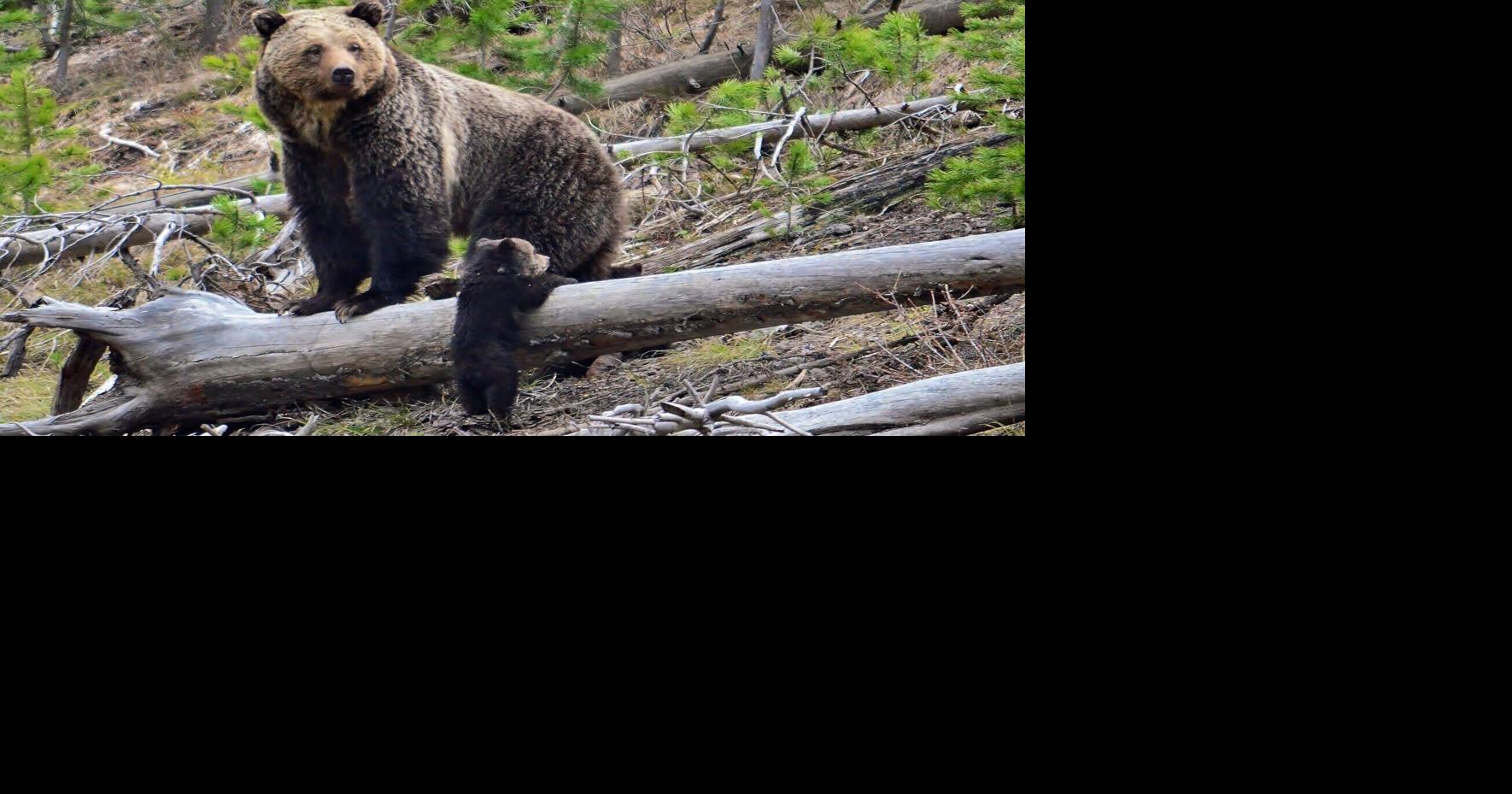 In Yellowstone, 24 grizzly bears died or were reported dead