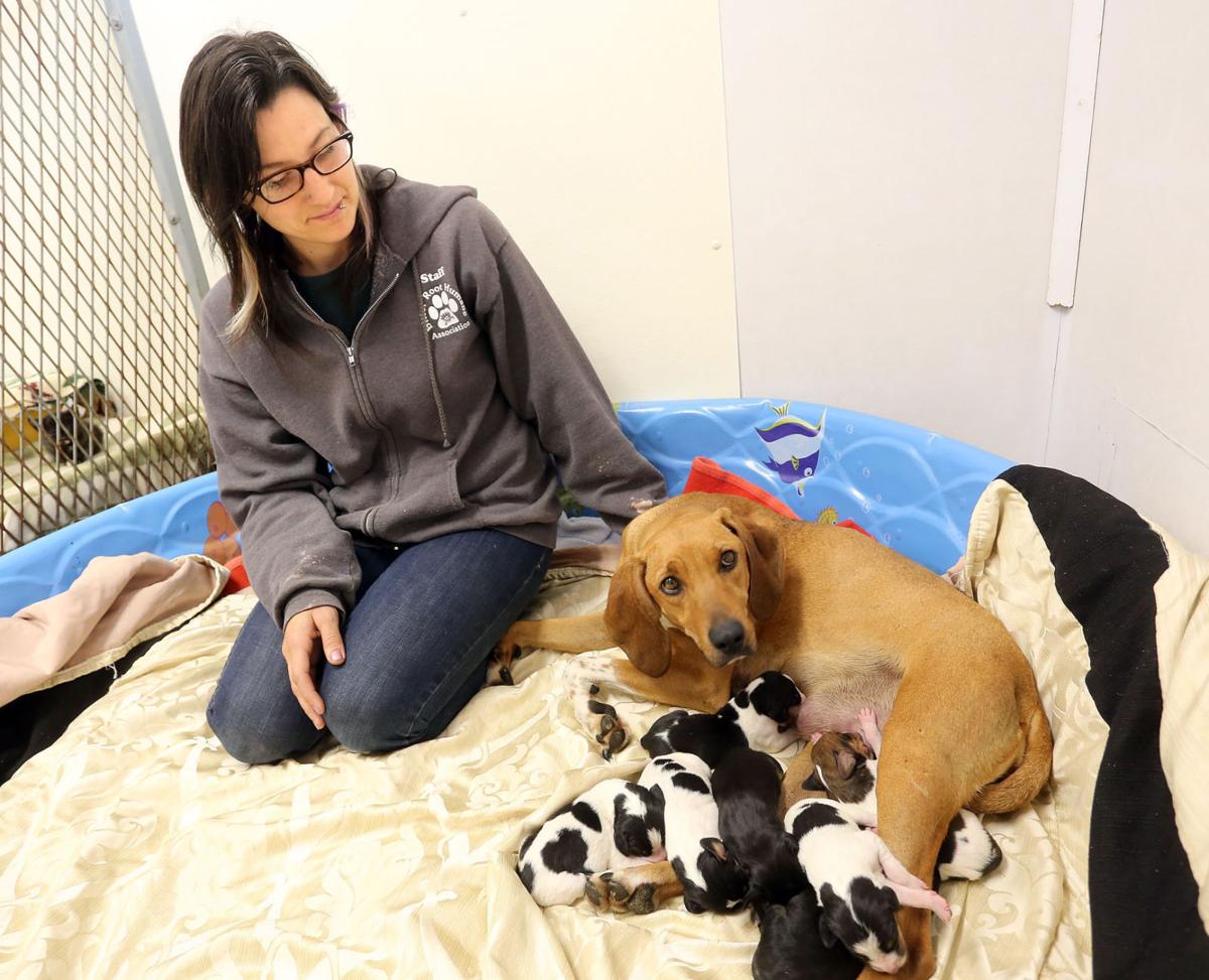 Libby the elusive dog captured in the nick of time from Lost Trail Pass