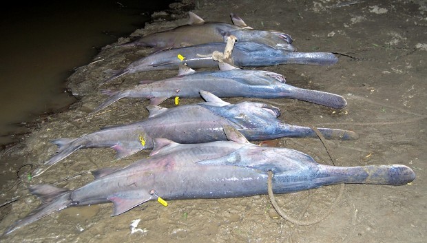 Quick reel: Hooking paddlefish takes technique