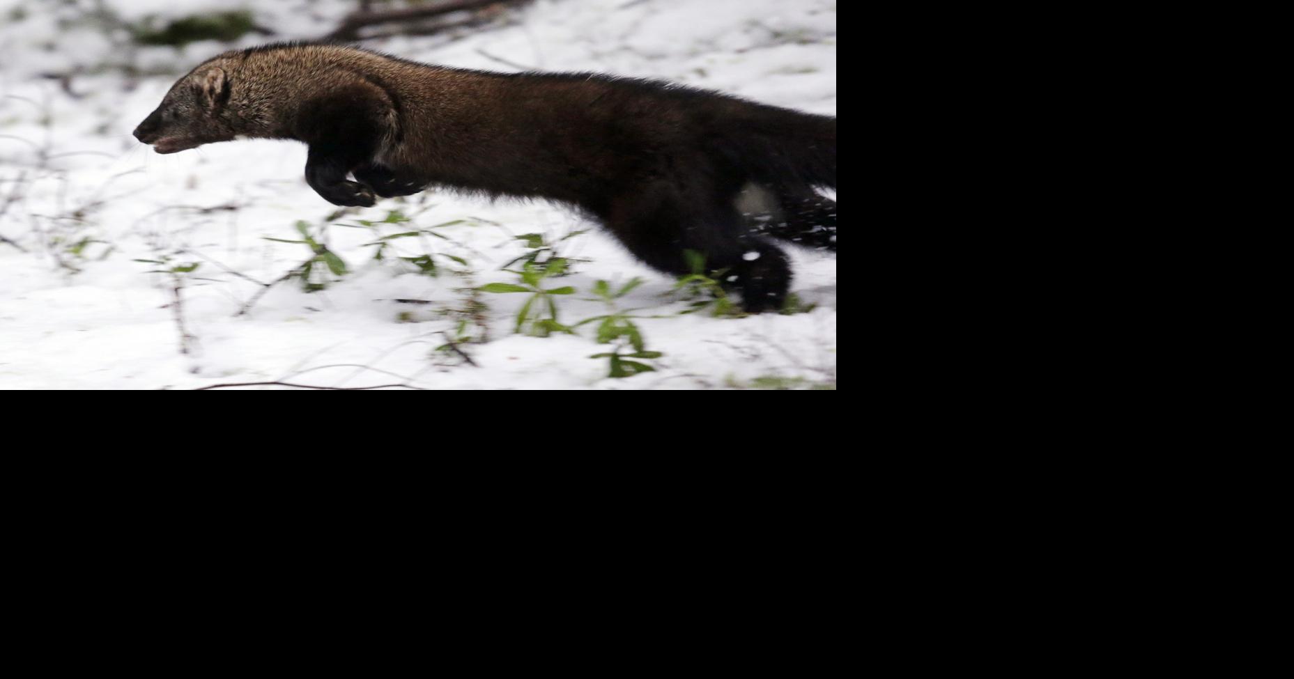 Rare weasel species makes a comeback in Washington state
