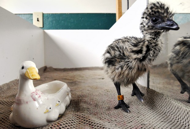 Bitterroot Valley couple raise emu brood