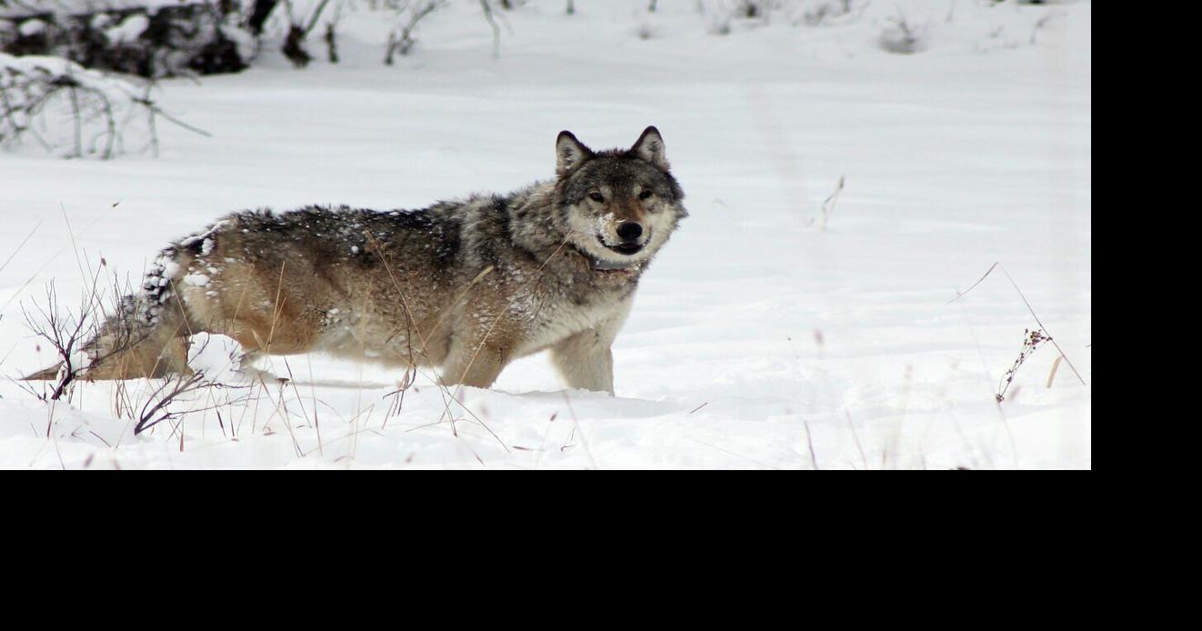 Montana legislators vote in favor of killing puppies | Lizzy Pennock