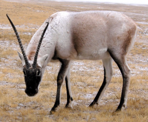 Chinese biologist working to save Tibetan antelope | Local News ...