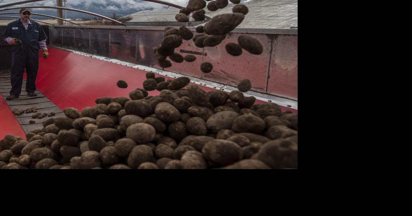 Gianforte visits Lake County potato farm, mint production facility