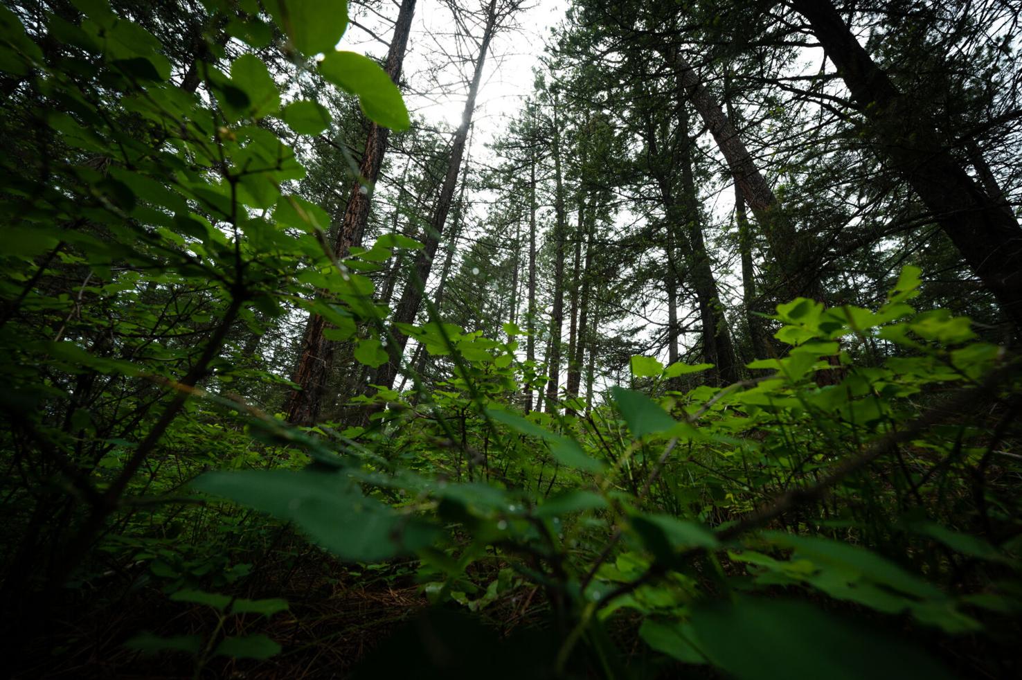 Jermain Charlo missing persons case hits five-year mark