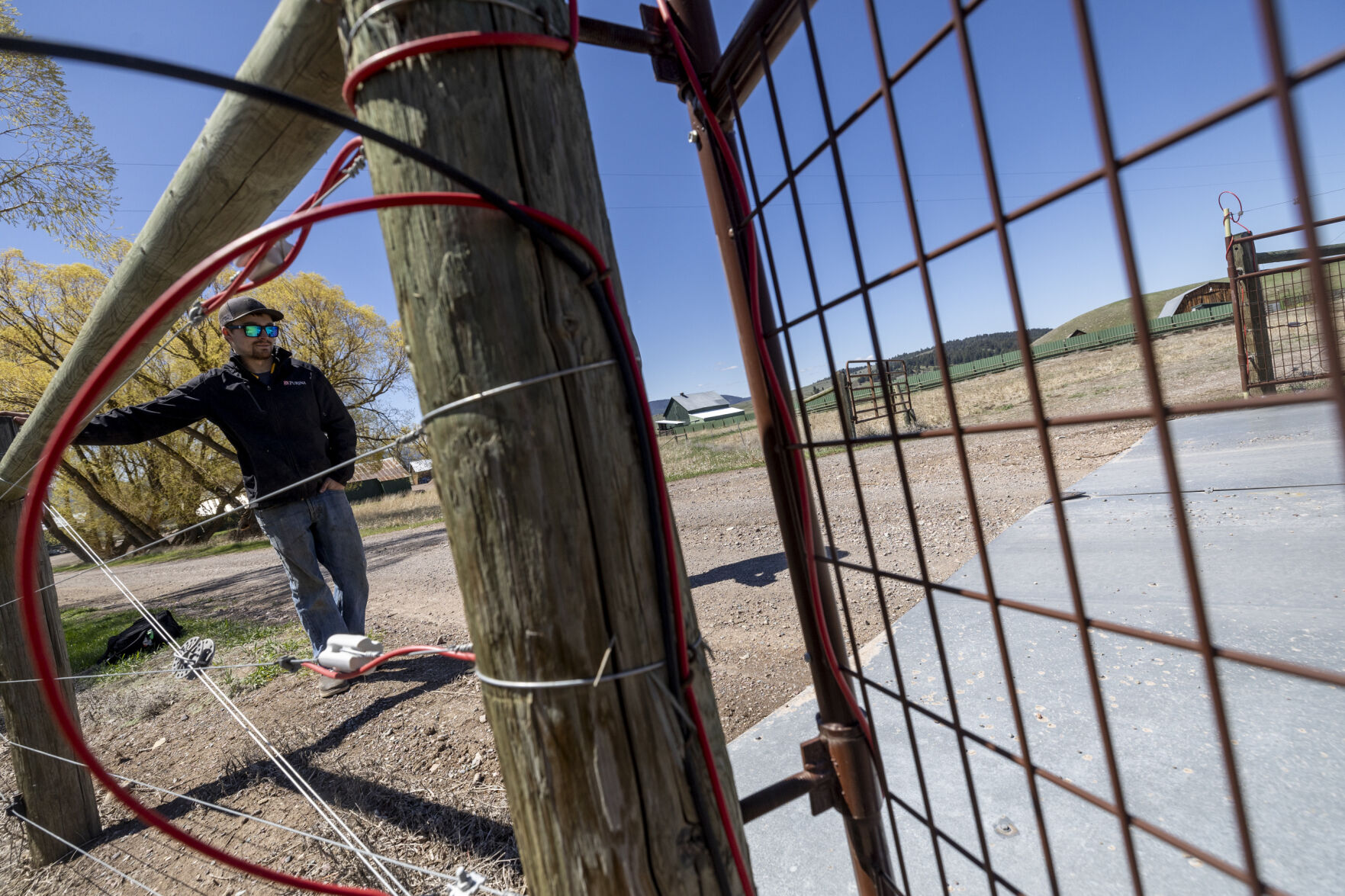 Montana grizzlies greeted with shock via electrified mats