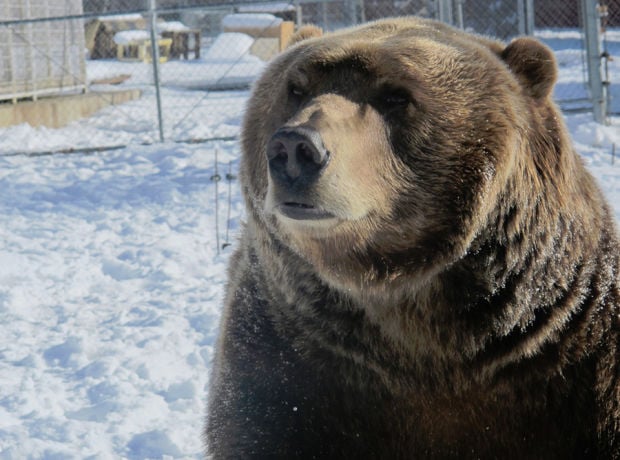Utah’s Bart the Bear: Hollywood star, savior for grizzly habitat